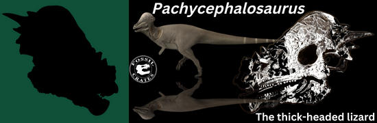 pachycephalosaurus skull length