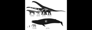 Supersaurus as the Longest Dinosaur confirmed by new discoveries ...