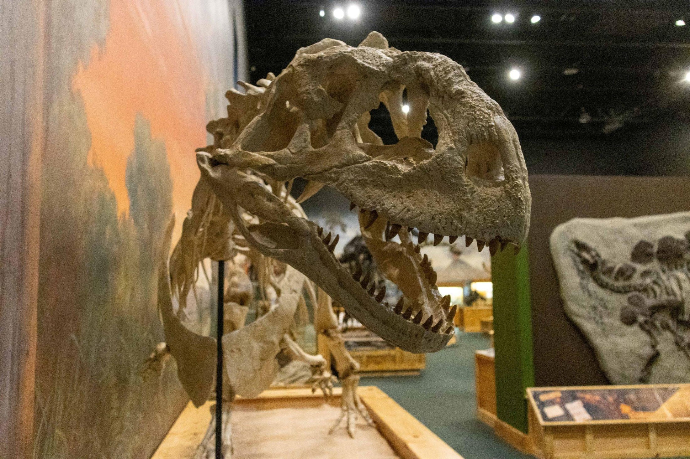 Majungasaurus, dinosaur with an identify crisis – Fossil Crates