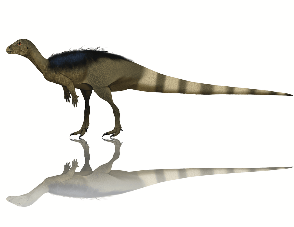 All About – Fossil Crates