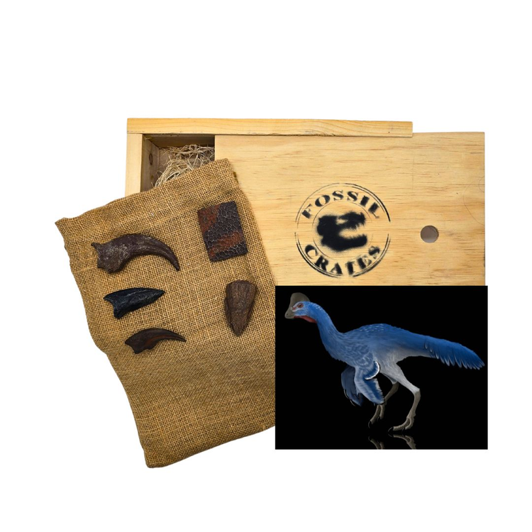 Fossil Crates: Museum-quality casts of dinosaur teeth, claws & skulls