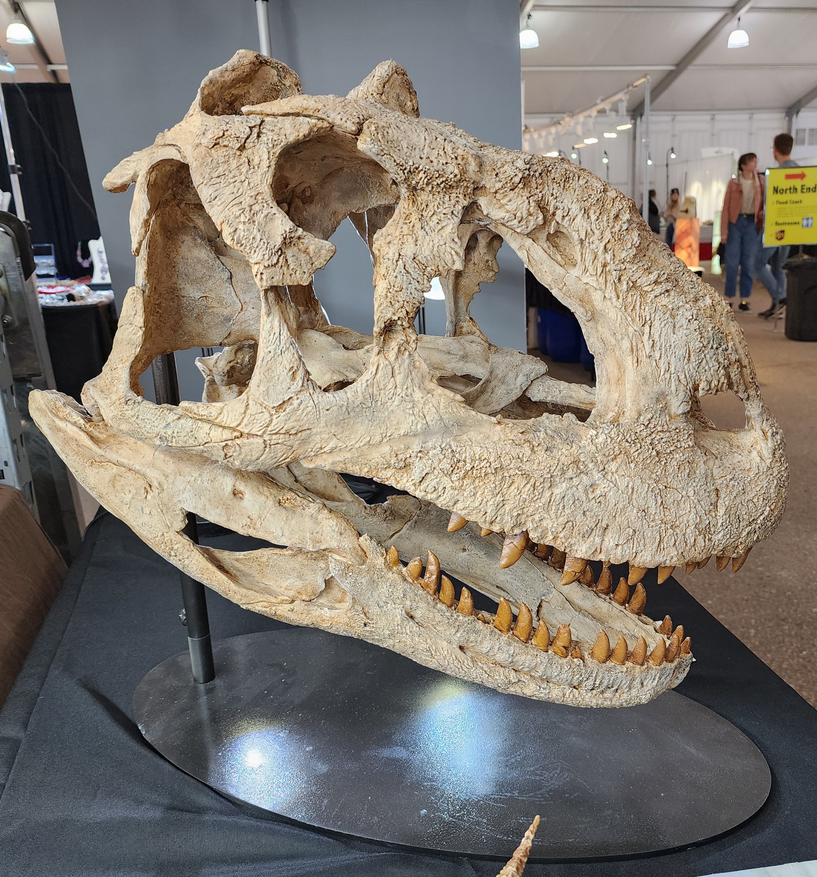 Skeleton & Skull Casts – Fossil Crates