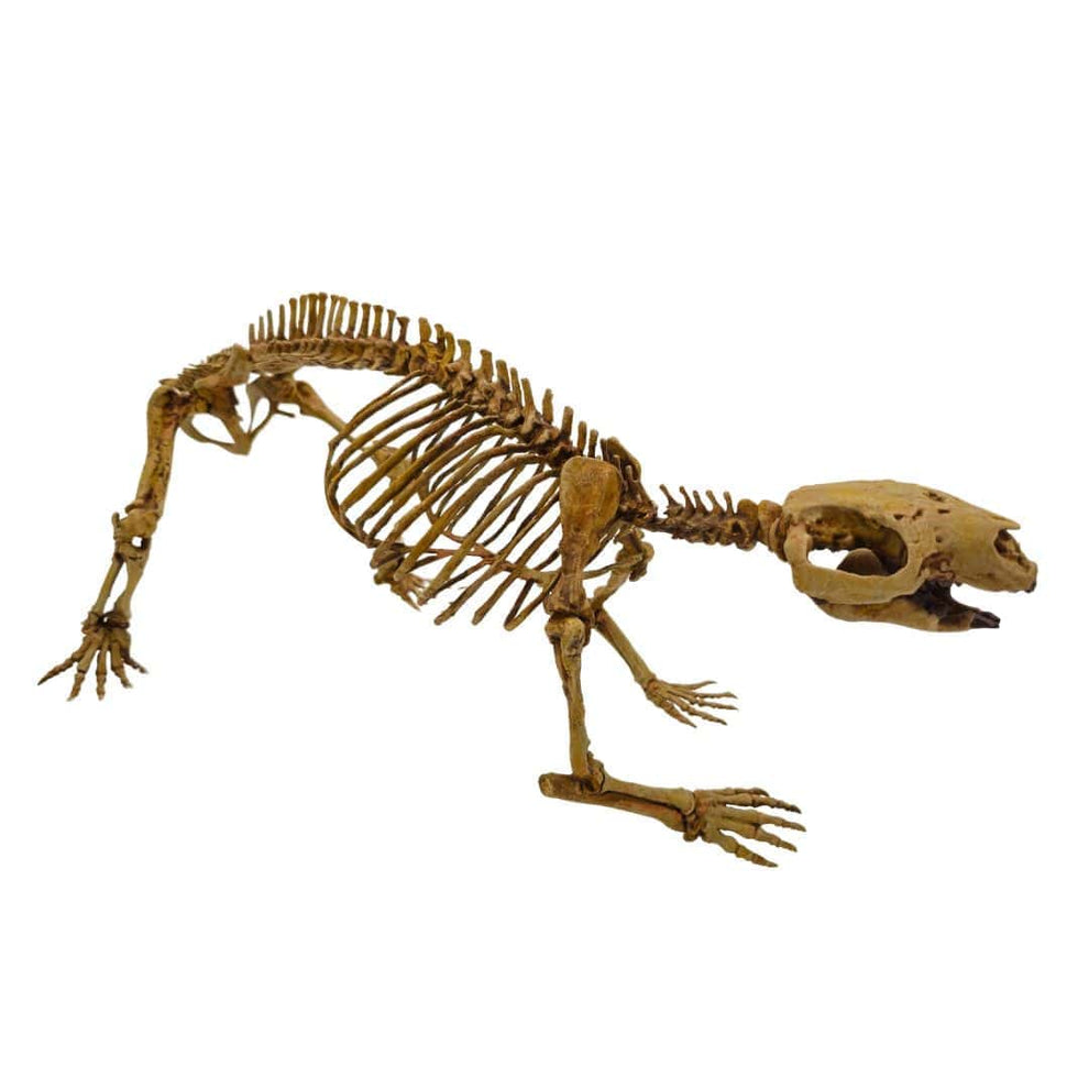 Adalatherium Skeleton Cast – Fossil Crates