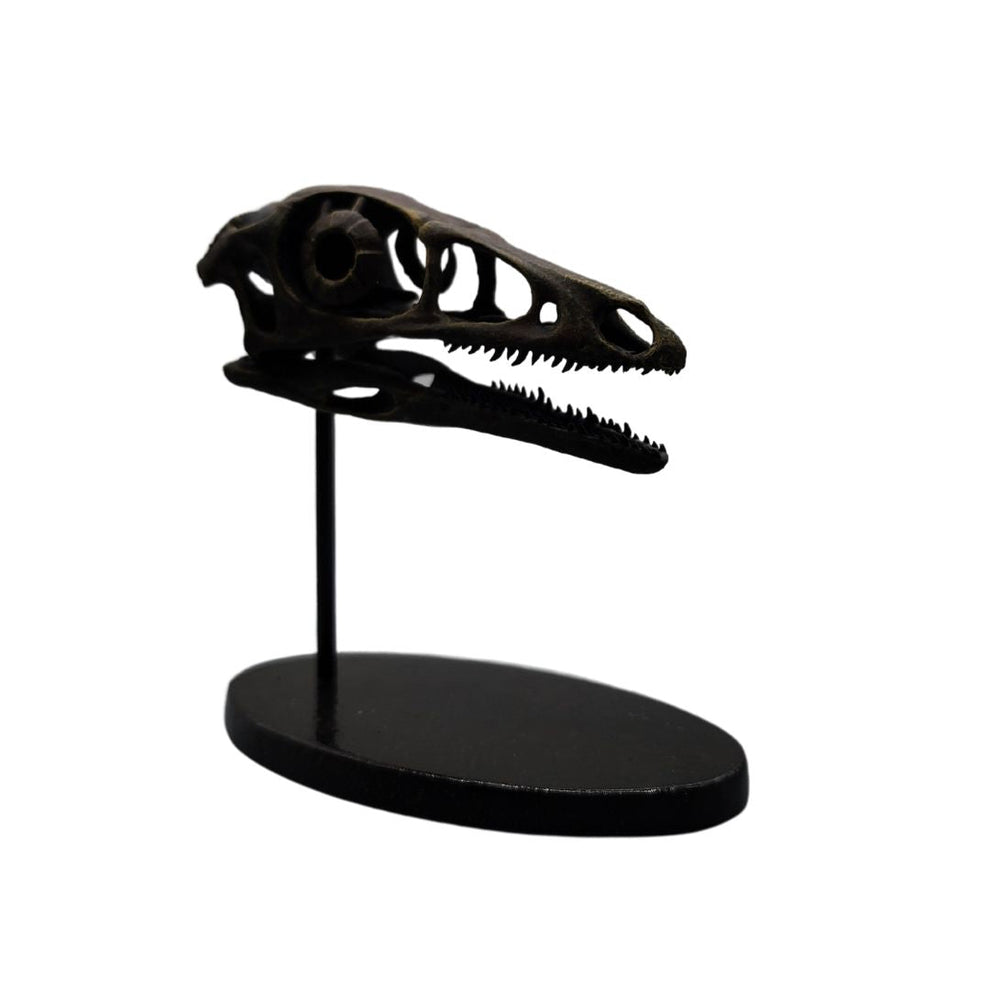 Compsognathus Skull Sculpt – Fossil Crates