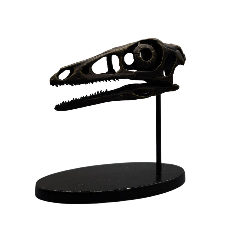 Compsognathus Skull Sculpt – Fossil Crates