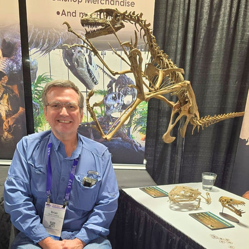 Dromaeosaurus skull, the rarest raptor – Fossil Crates