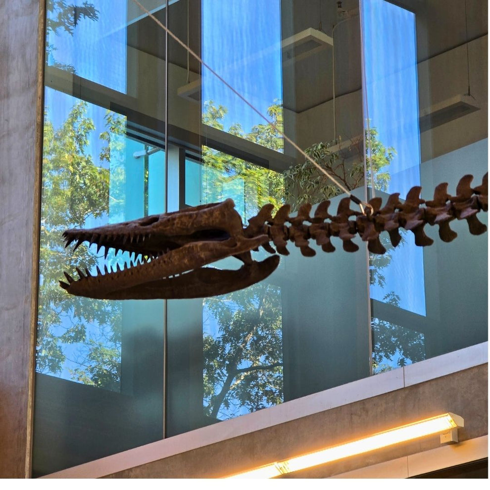 Elasmosaurus Skeleton and Skull Cast – Fossil Crates