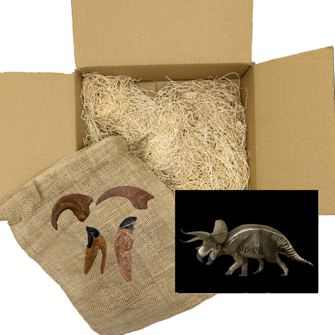Fossil Crates: Museum-quality casts of dinosaur teeth, claws & skulls