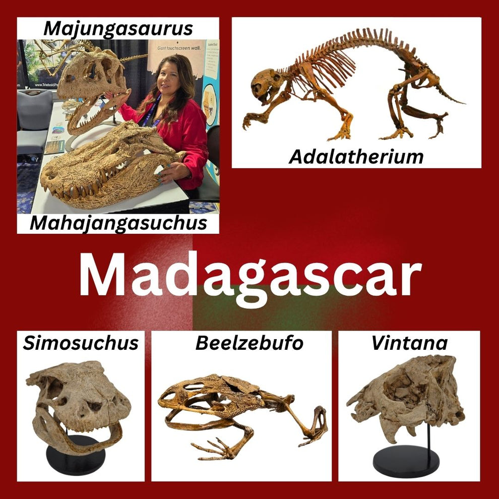 Madagascar: Island of Intrigue – Fossil Crates