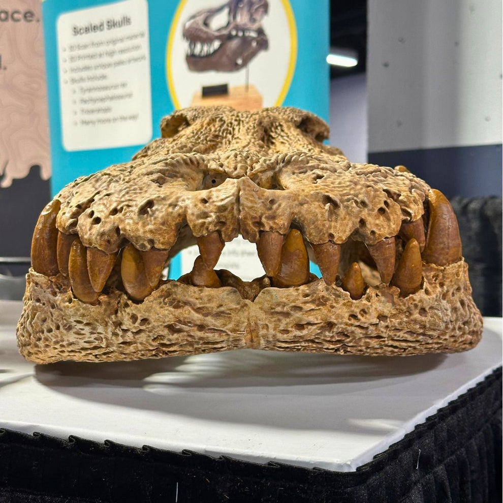 Mahajangasuchus Skull Cast – Fossil Crates