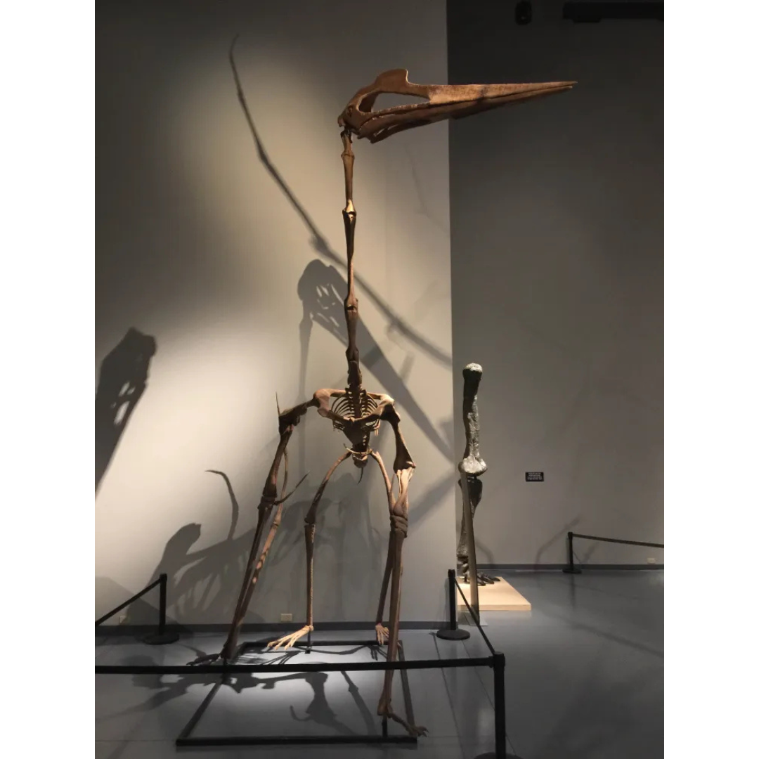 Quetzalcoatlus skeleton cast – Fossil Crates