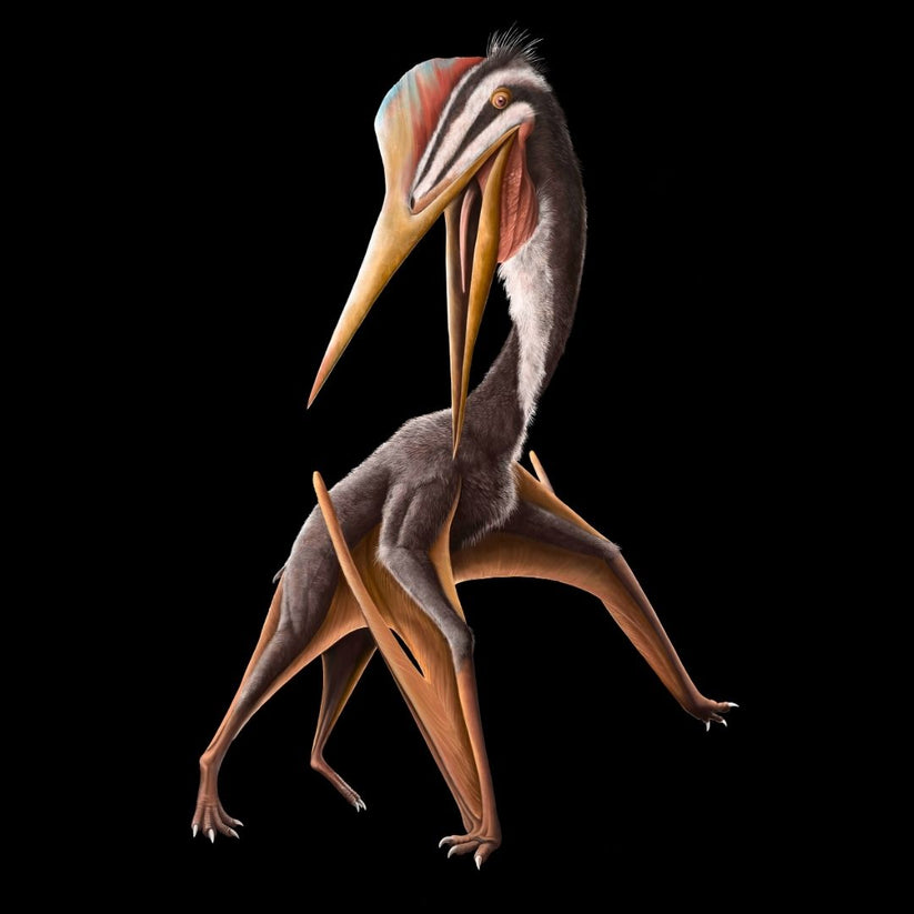 Quetzalcoatlus skeleton cast – Fossil Crates