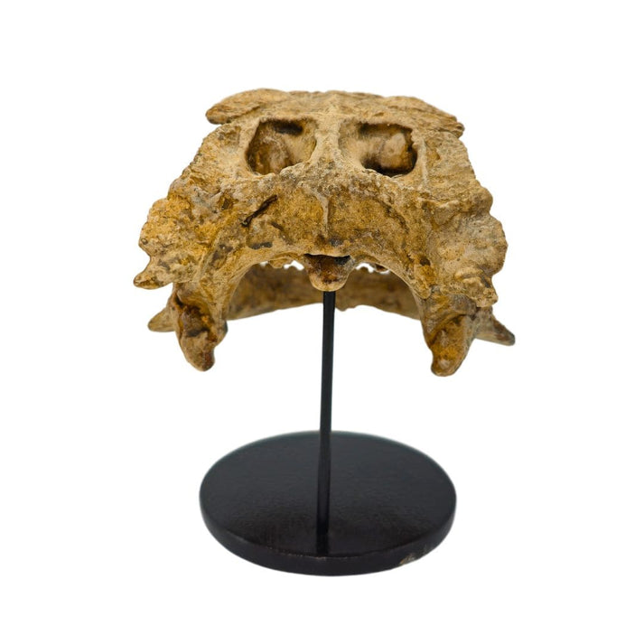 Simosuchus Skull Cast – Fossil Crates