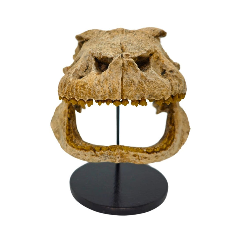 Life-Size – Fossil Crates