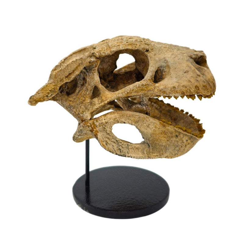 Simosuchus Skull Cast – Fossil Crates