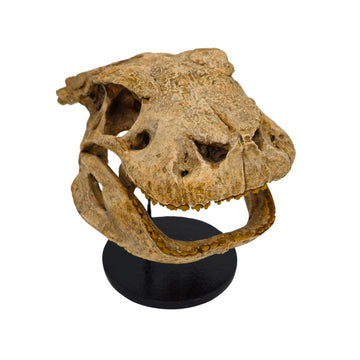 Skeleton & Skull Casts – Fossil Crates