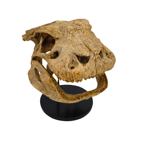 Simosuchus Skull Cast – Fossil Crates