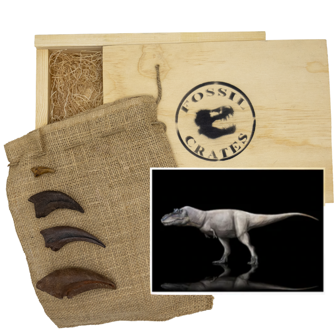 Fossil Crates: Museum-quality casts of dinosaur teeth, claws & skulls