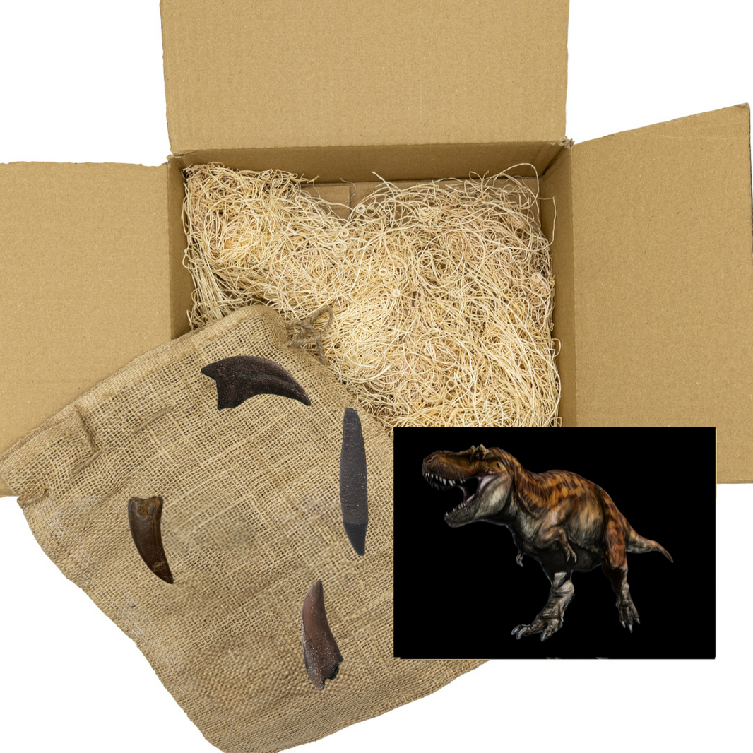 Fossil Crates: Museum-quality casts of dinosaur teeth, claws & skulls