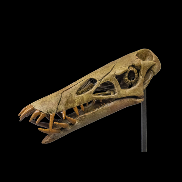 Dorygnathus Skull Cast, Incredible Flying Teeth! – Fossil Crates