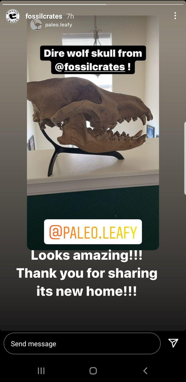 Dire Wolf Skeleton and Skull Casts – Fossil Crates