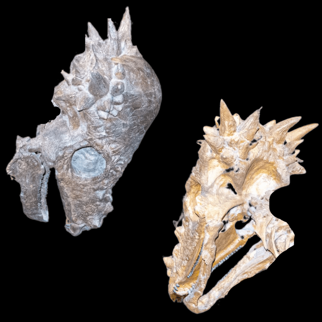 Pachycephalosaurus Skull Cast Fossil Crates