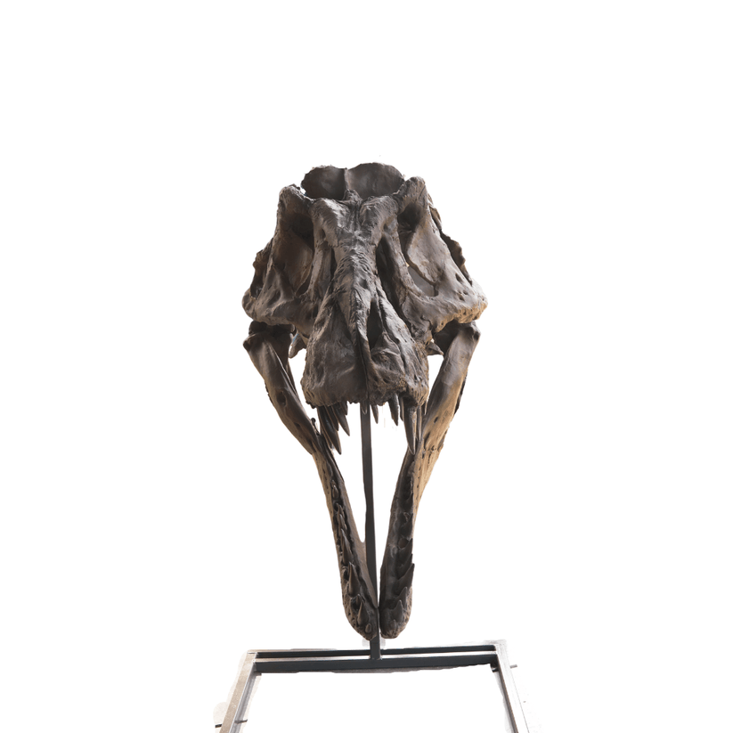 T. rex Skeleton and Skull Casts: Own the King – Fossil Crates